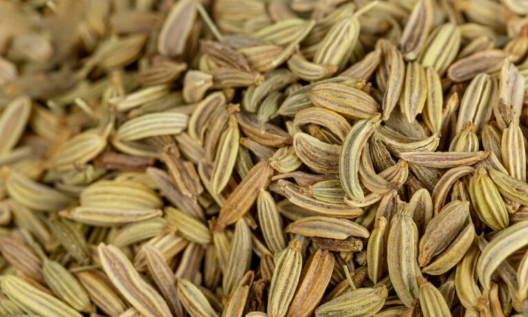 Fennel Water Benefits: 10 Reasons Why Drinking Fennel Water In The ...