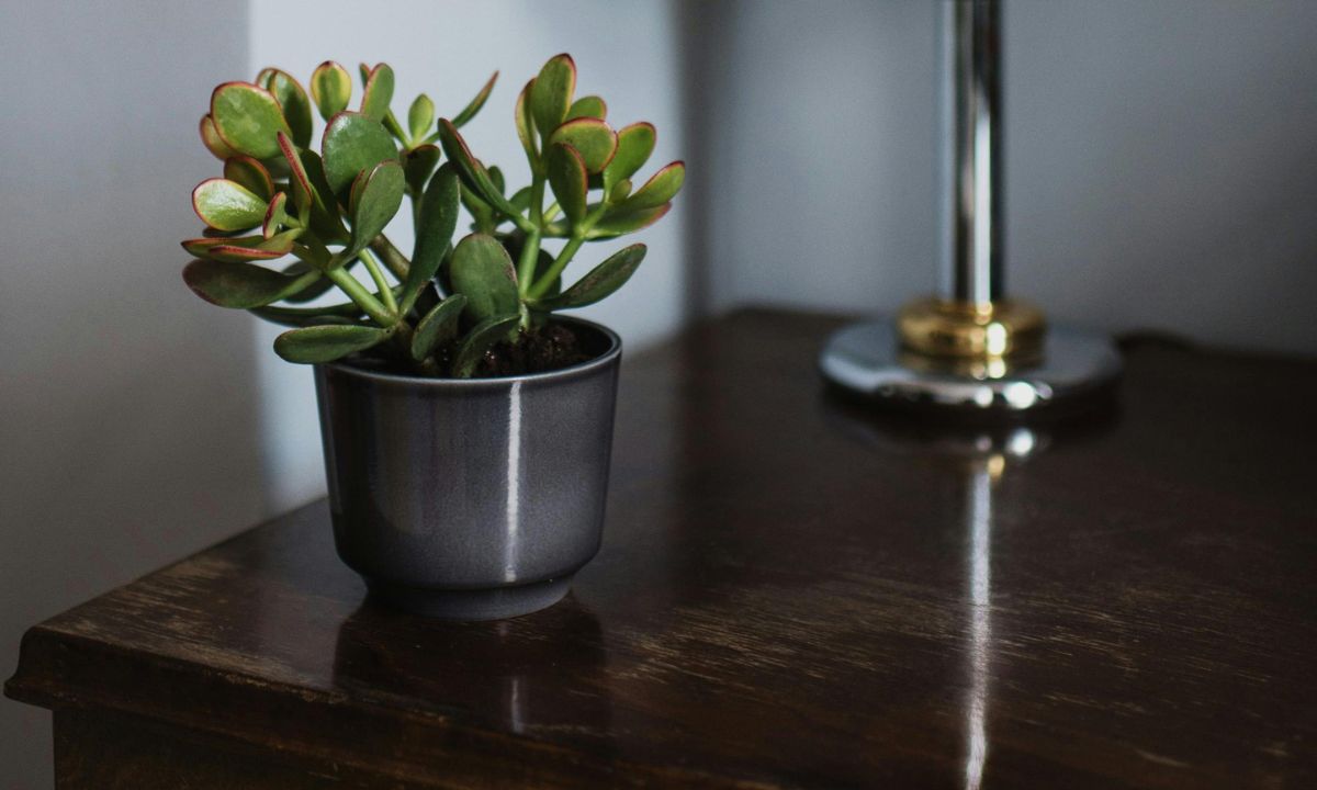 5 Reasons Why Jade Plants Are Perfect For Busy People! | Hauterrfly